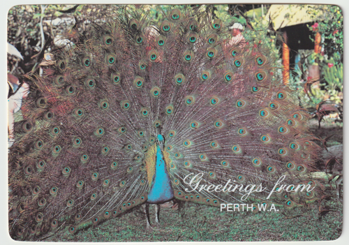 WESTERN AUSTRALIA WA Peacock Greetings PERTH Murray Views W644A ...