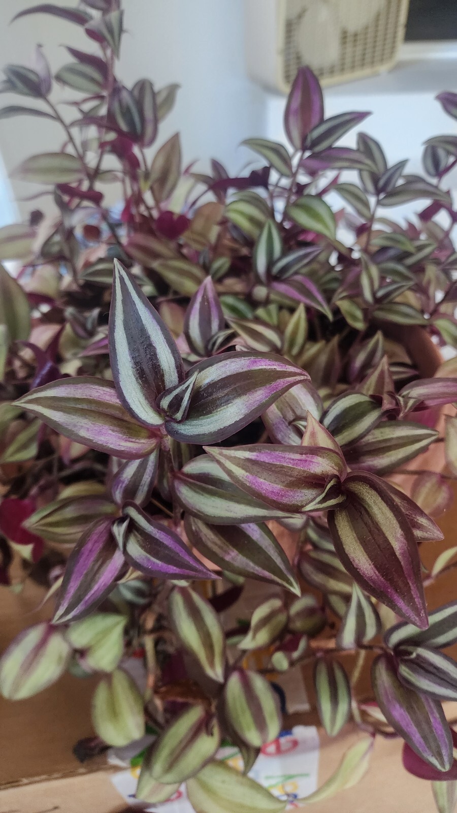 Zebrina Wandering Jew Burgundy Purple 2 Rooted Plants Flowers Indoor ...
