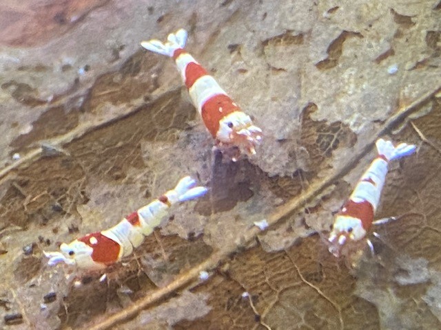 22 Crystal Red Shrimp CRS (Caridina cf. cantonensis) PRL Pure Red Line ...