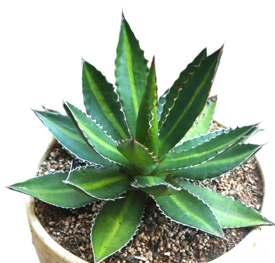 Live Agave Lophantha Splendida Succulent, 6 Inch Starter Plant. | eBay