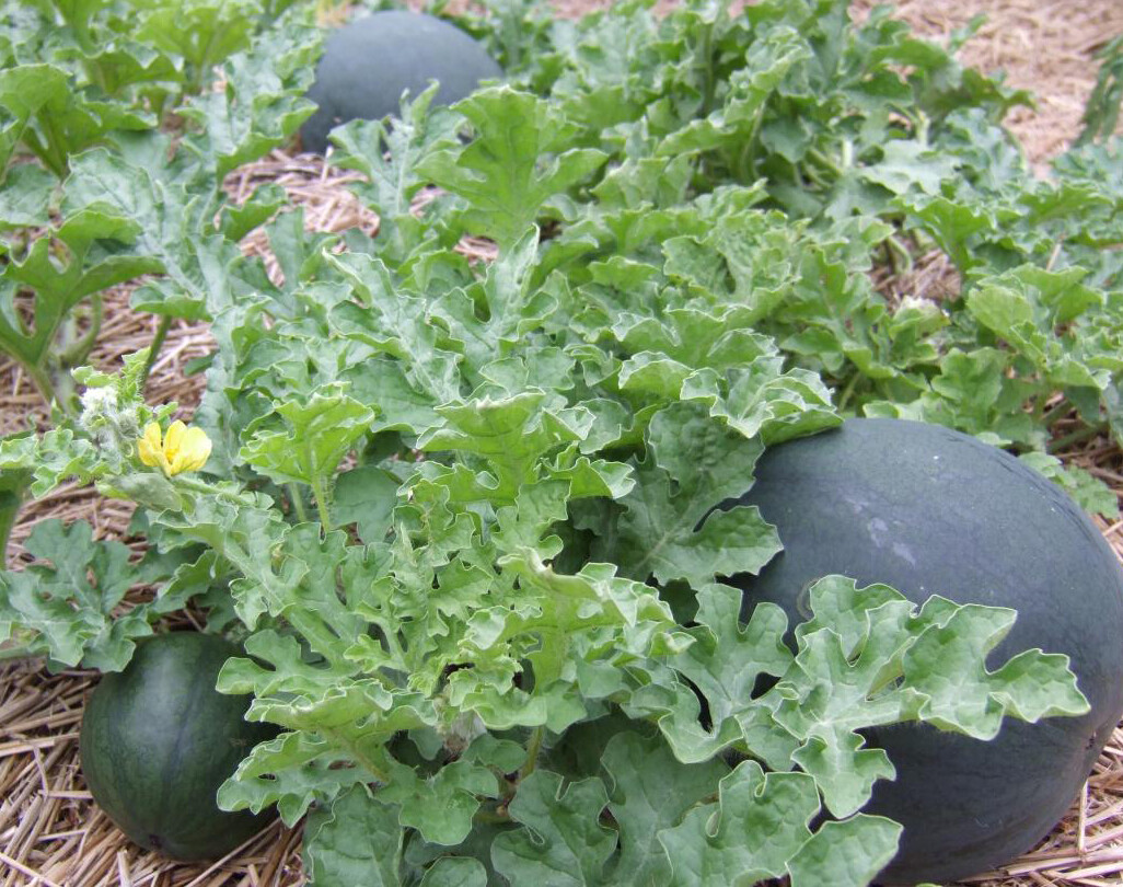 25+Sugar Baby Watermelon Seeds Garden Bush Watermelon AVG WT 7-10 lbs ...
