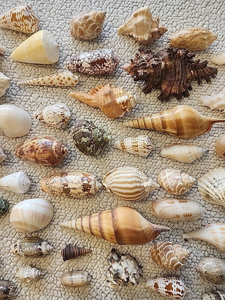 Sea Shell Specimen Collection Estate Lot Of 40 | eBay