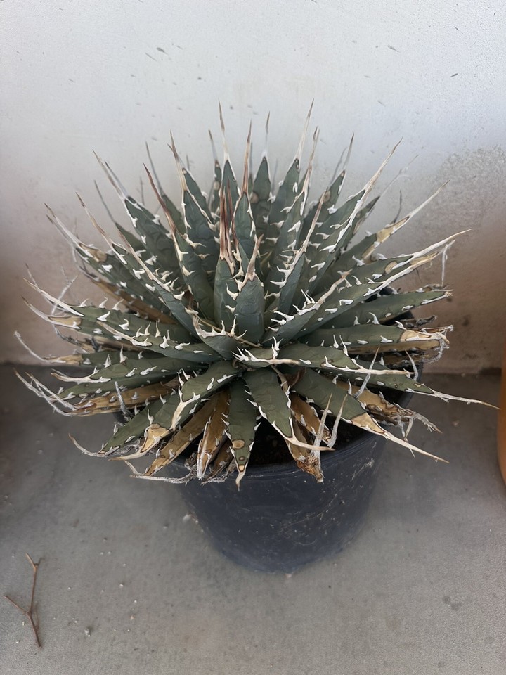 Agave Utahensis Eborispina Amazing Shark Teeth! | eBay