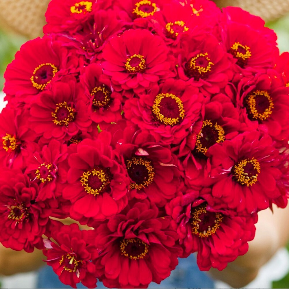 Rote, gefüllte Zinnie METEOR 50 Samen ZINNIA ELEGANS Schnittblume ...