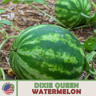 10 Dixie Queen Watermelon Seeds, Heirloom, Non-GMO, Genuine USA | eBay