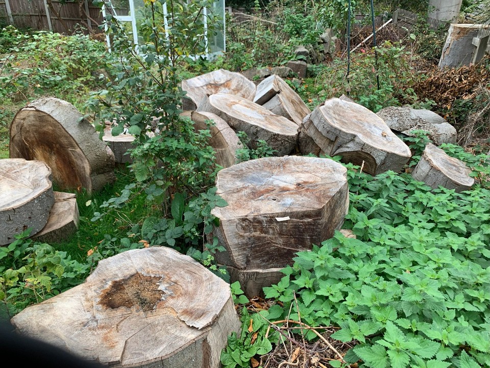 Beech tree hardwood chunks for logs | eBay UK