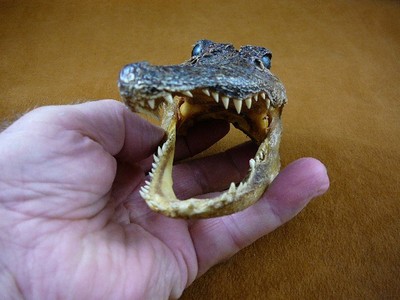 (G-Def-246) 4-1/8" Deformed Gator ALLIGATOR HEAD jaw teeth TAXIDERMY | eBay