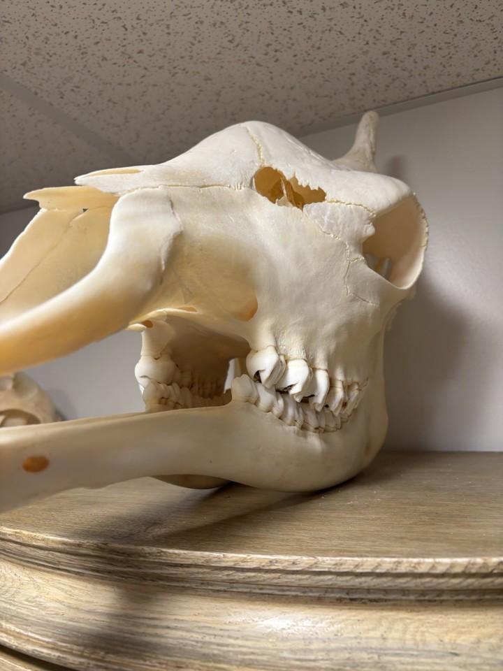 Massive Real Authentic Giraffe Skull Taxidermy Cabin Decor African ...