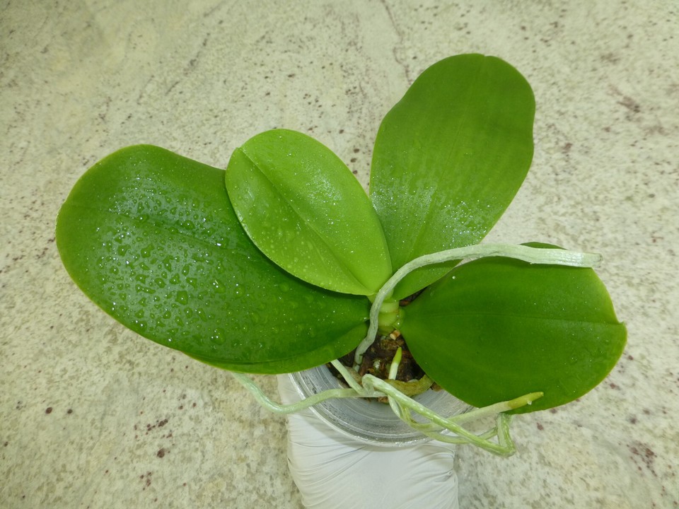 Fragrant Orchid Phalaenopsis Sweet Memory 'Liodoro' In 3" Pot 6 Year ...