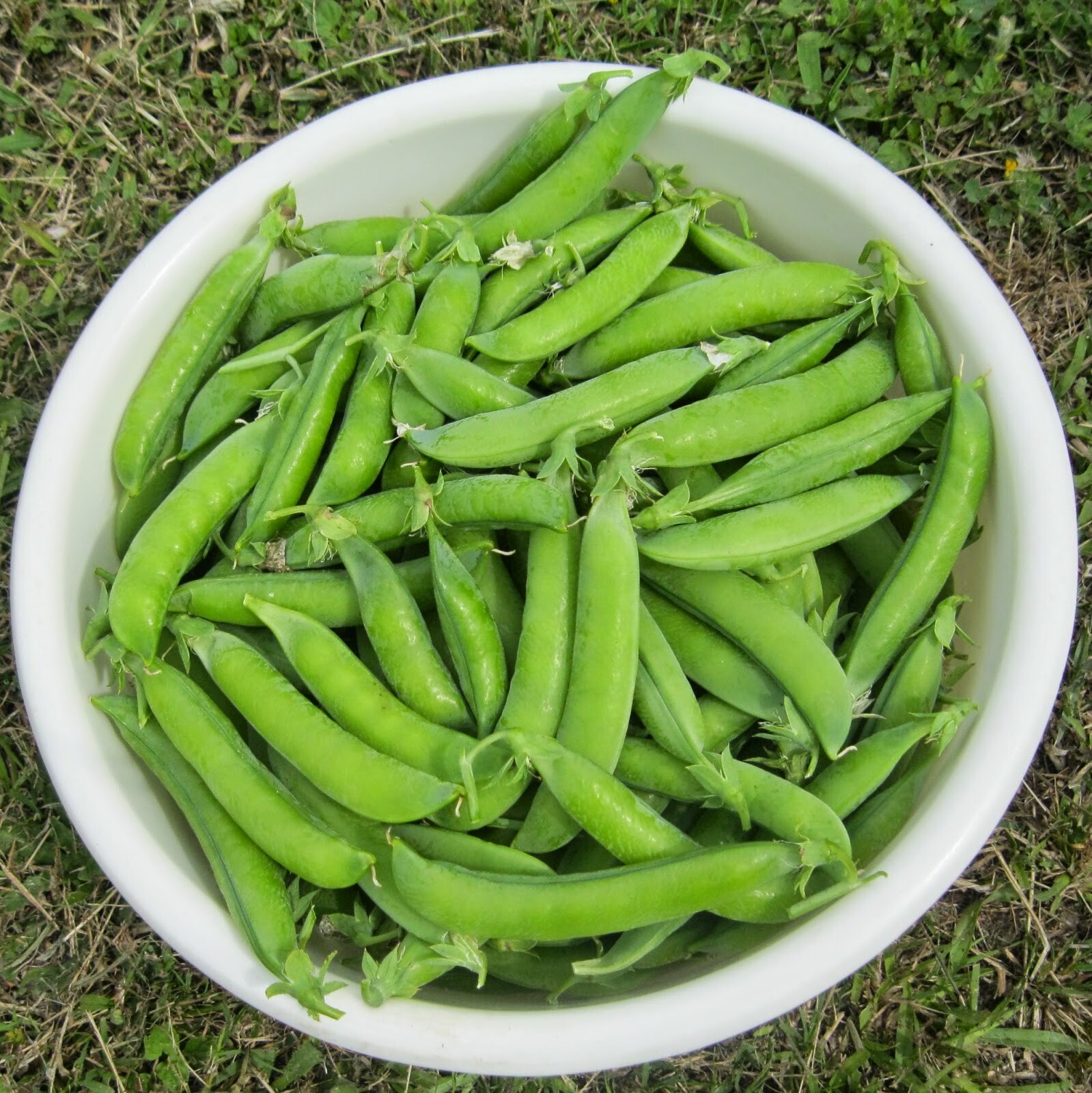 Pea GREENFEAST 25 Seeds HEIRLOOM WINTER Vegetable Garden AUSTRALIAN ...