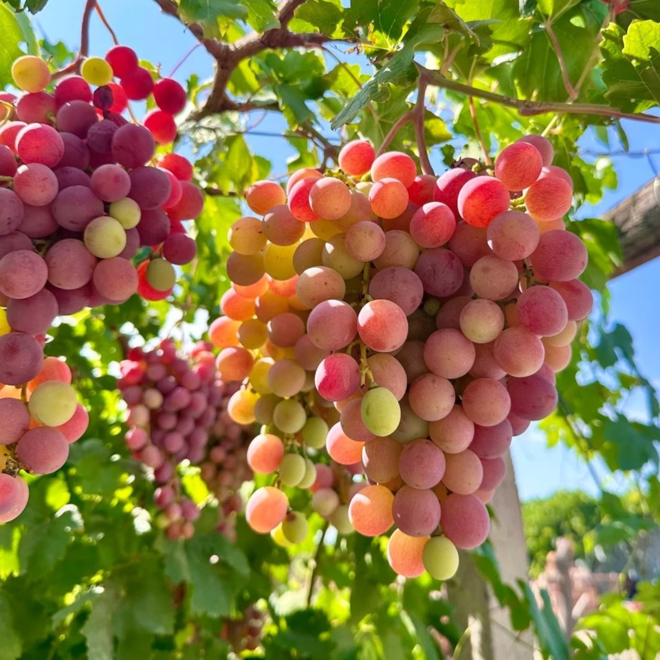 30 Red Grape Seeds – Sweet Juicy Table Grapes for Backyard Vineyard ...