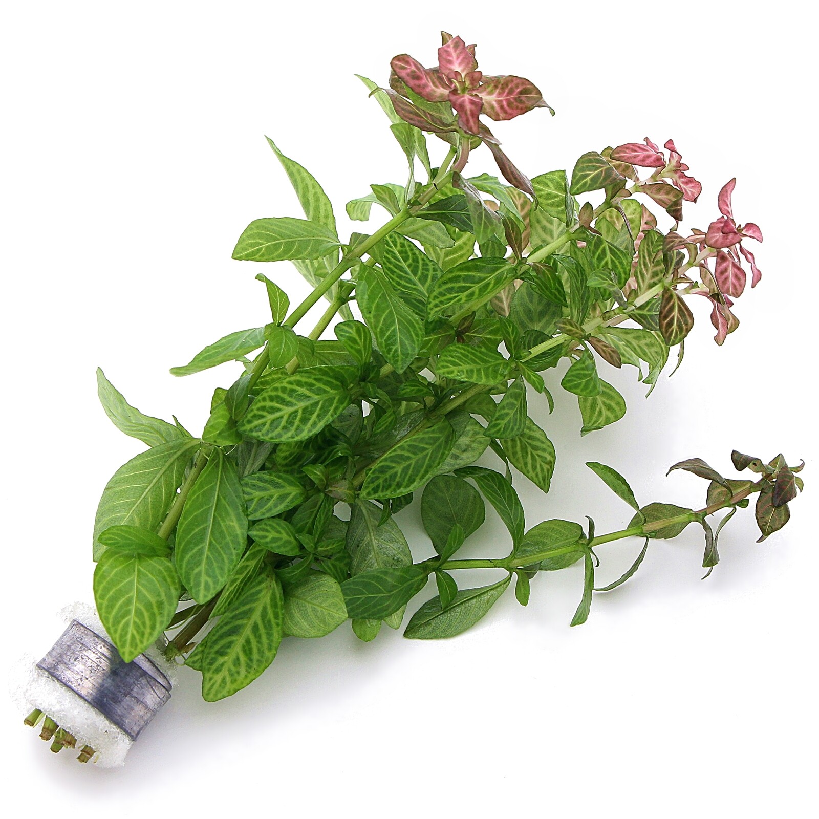 Hygrophila polysperma Rosanervig Sunset Live Aquarium Plants Tropical ...