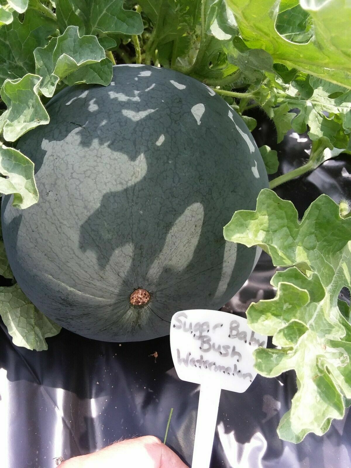 Bush Sugar Baby Watermelon ( Bush Variety) COMB. S/H | eBay