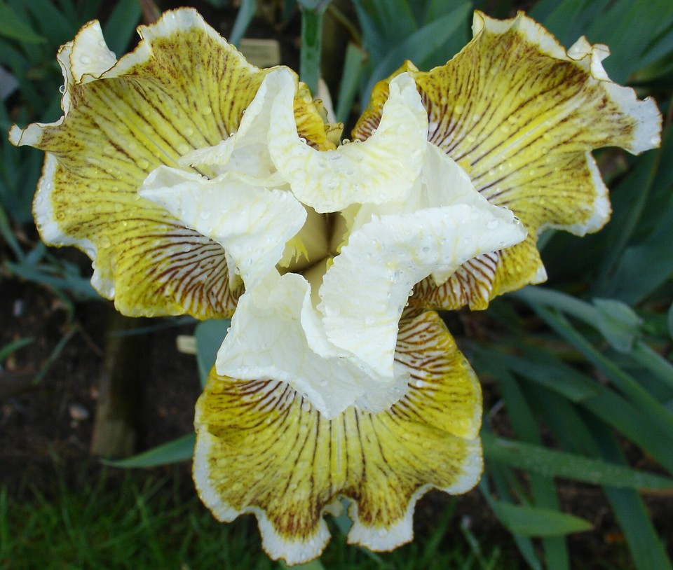 AUGUST DELIVERY Tall Bearded Iris Spring Madness | eBay UK