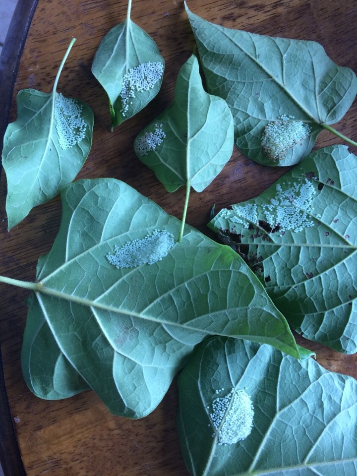 Catalpa, Southern Catalpa Tree Seeds, (For Raising Catalpa Worms ...