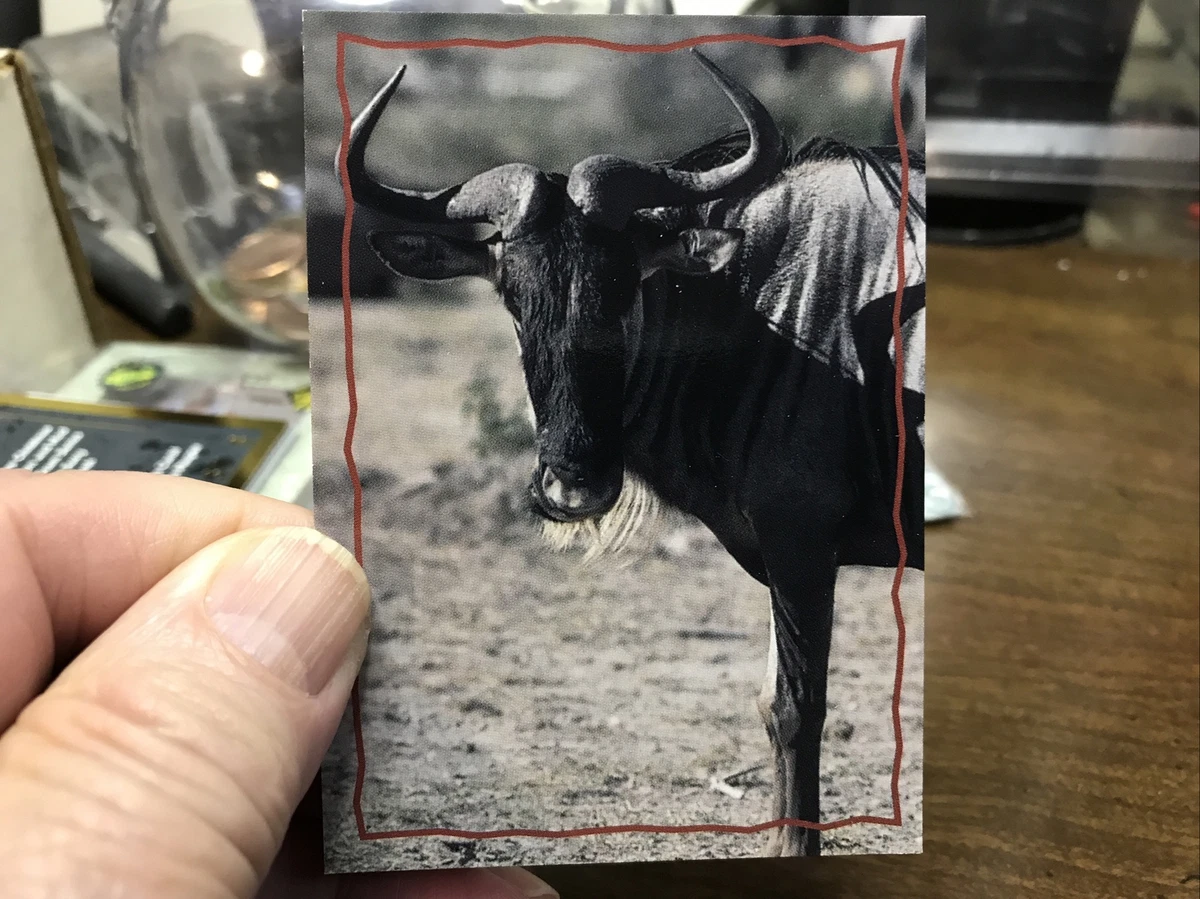 Wildebeest Lion King 2