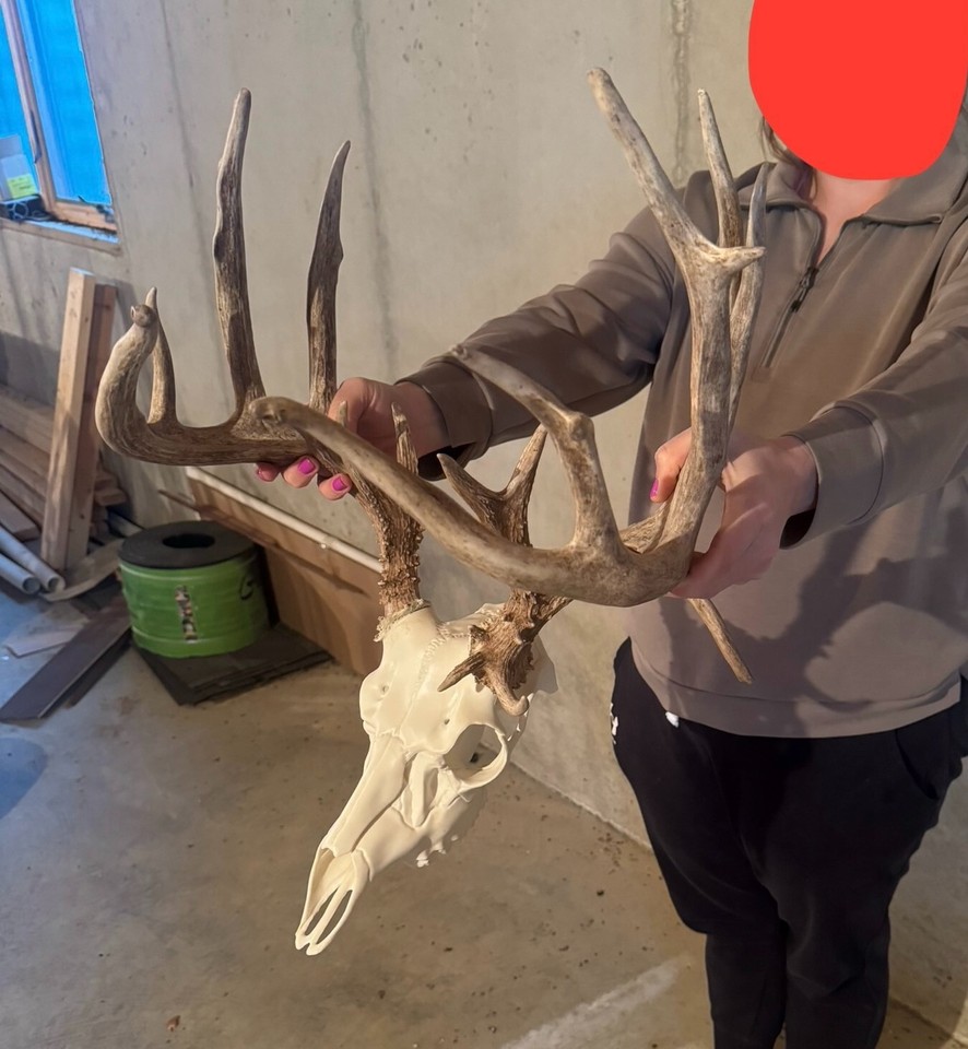 BIG Beautiful 184" Whitetail Deer Antler Sheds Taxidermy Rack Skull | eBay