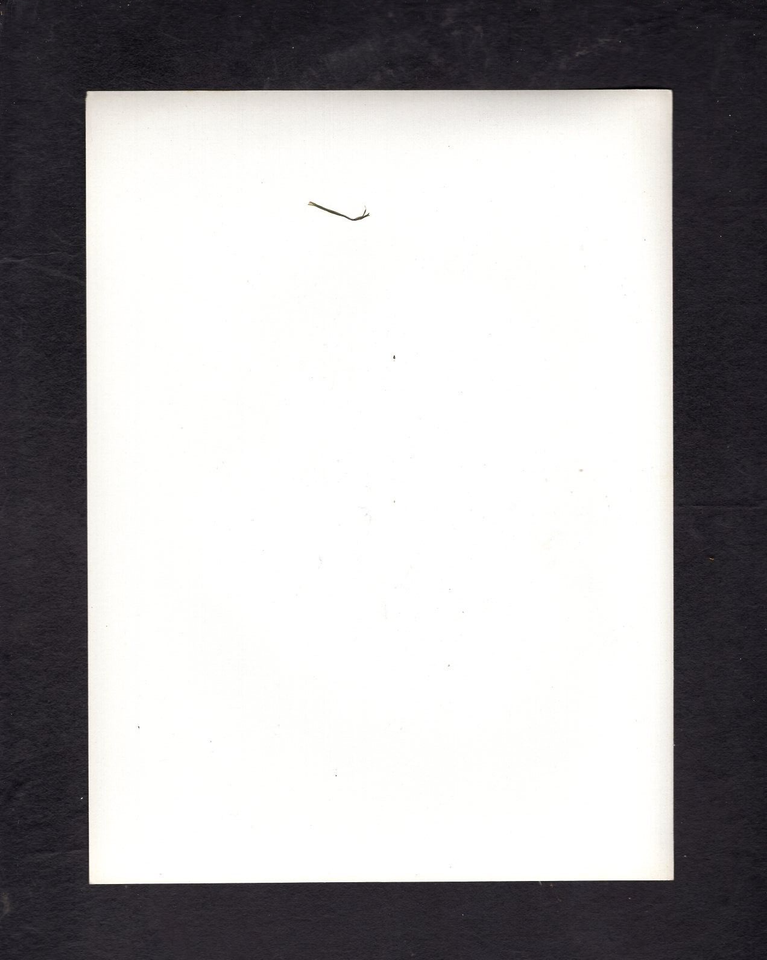 Buddy Kerr 1950 - 1951 Press Original Photo Boston Braves | eBay