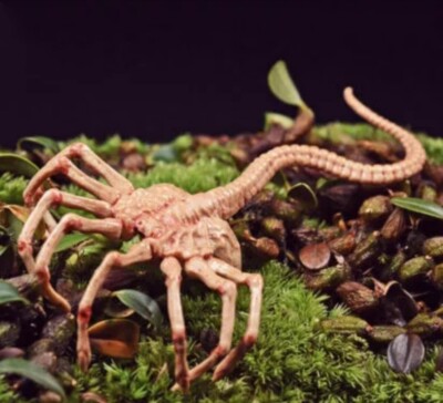 1/6 Scale Alien Face Hugger Model Figure Toy Facehugger Aliens Vs ...