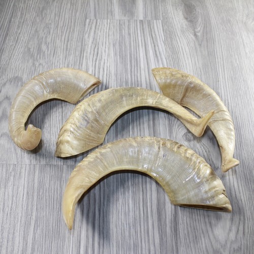 4 Sheep Horns #4743 Natural Colored Polished Ram Horns | eBay