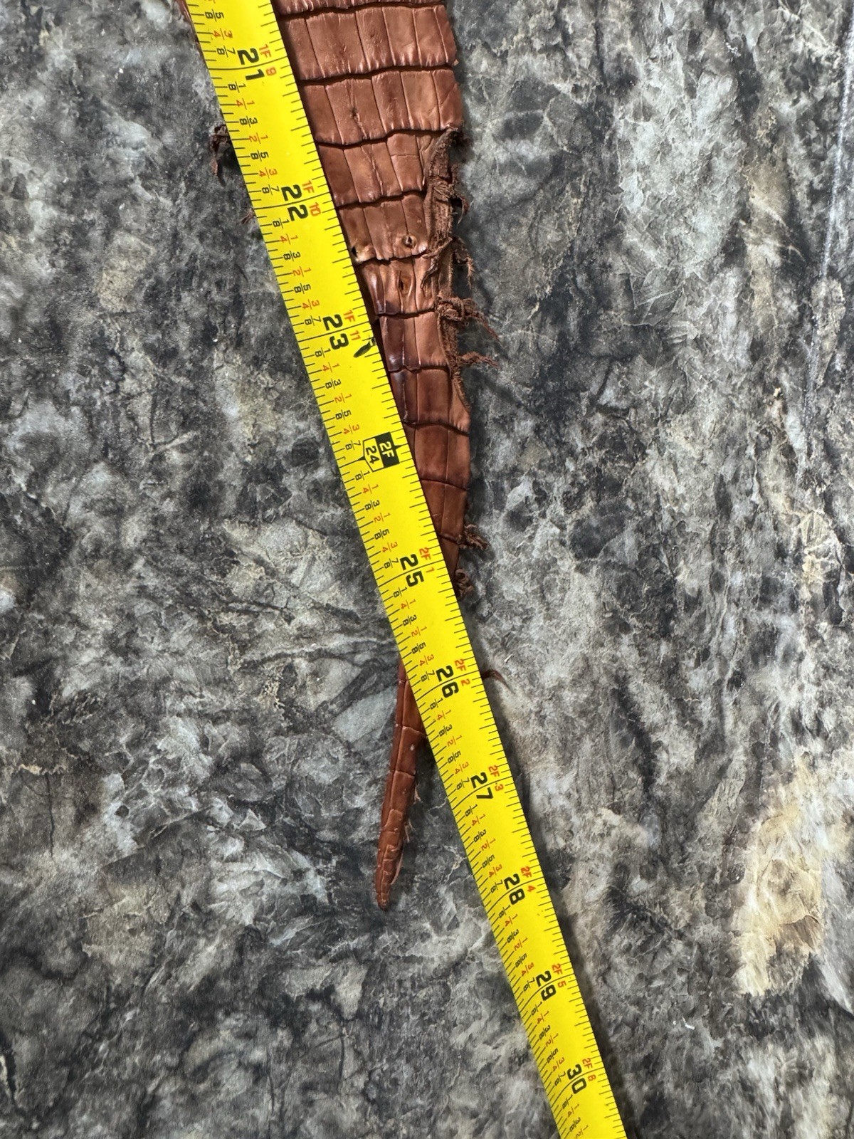 Brown Genuine Caiman Crocodile Hide Leather Skin real alligator Croc ...