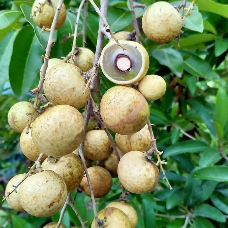 Longan Tree Fruit