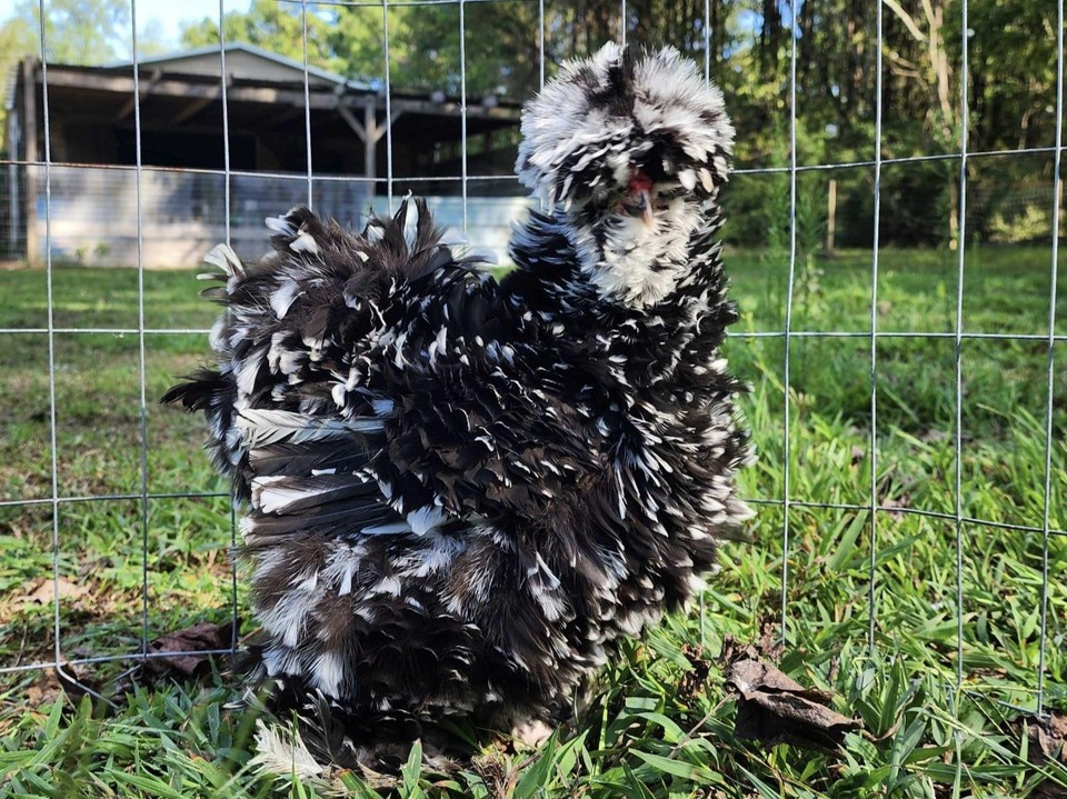 Silkie Hatching Eggs Mottled 6, Satin, Showgirl, Frizzle NPIP & AI ...