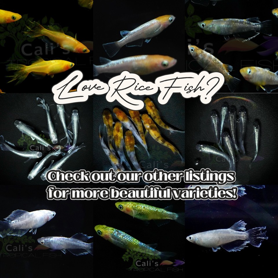 3+1 (FREE) Black Lame -Rice Fish-Freshwater fish- Oryzias latipes ...