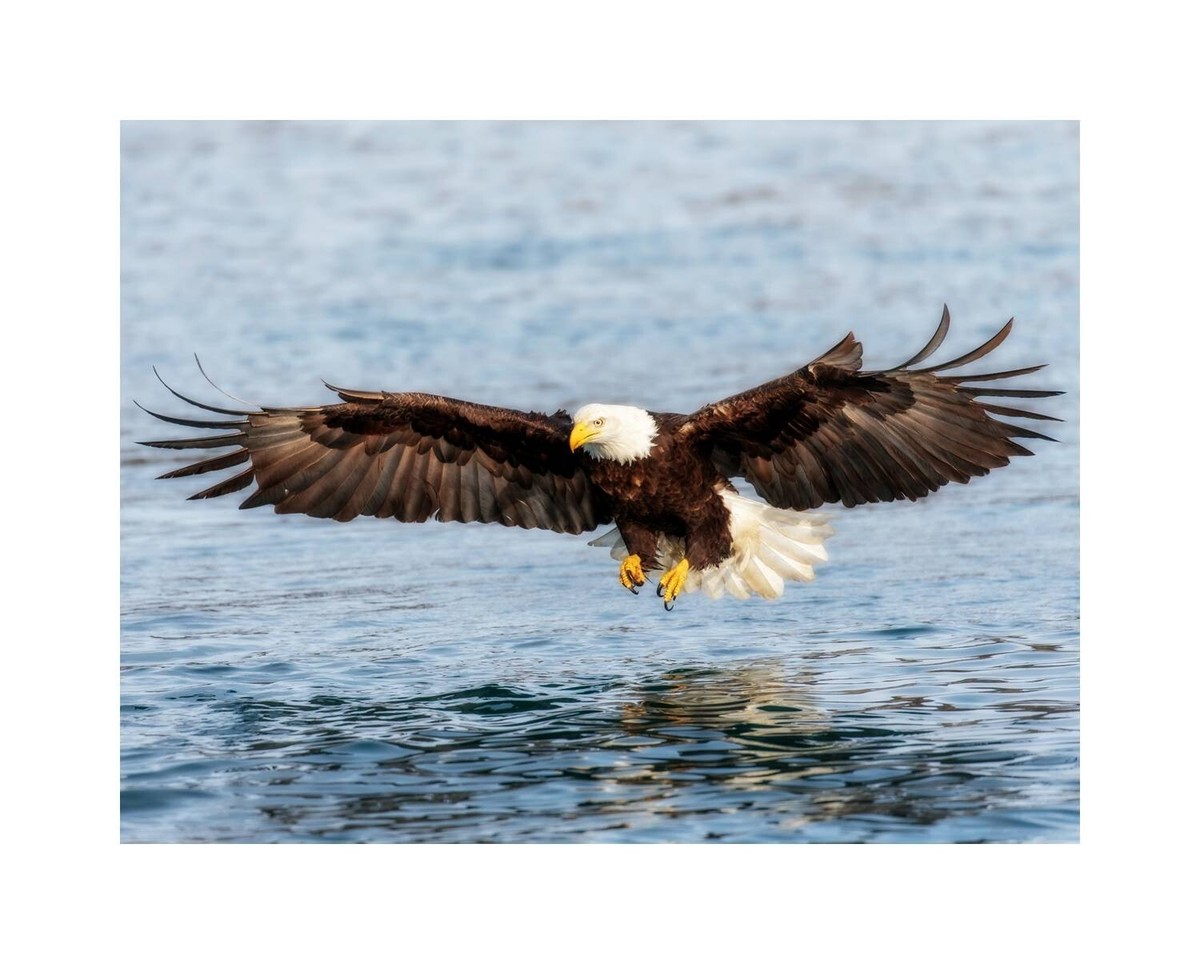 American Fish Eagle