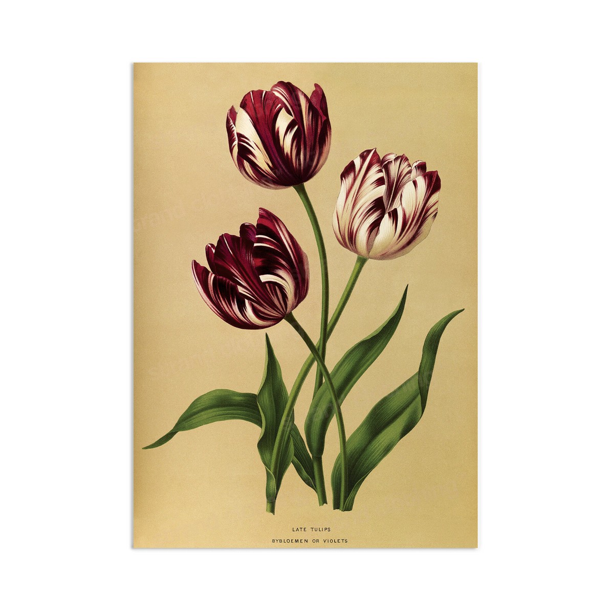 Victorian Flower Prints