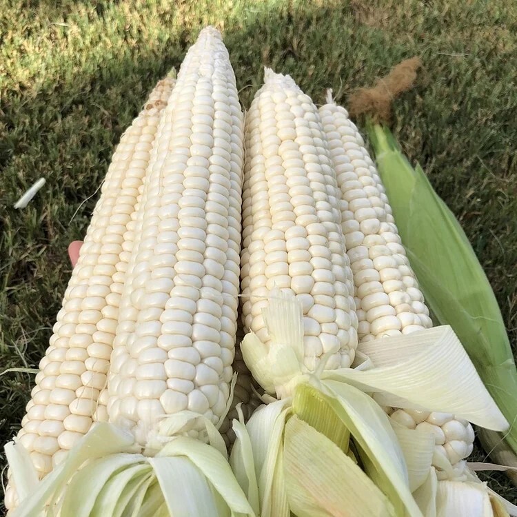 50pcs Sweet White Corn Seeds - Heirloom, Sweet, Open-Pollinated, Non ...