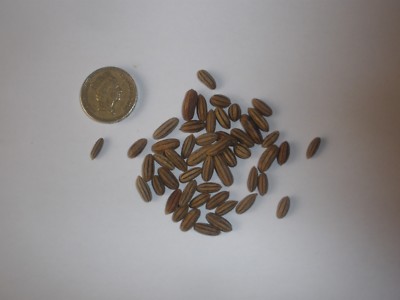 Russian Olive, Russian Silverberry, Elaeagnus angustifolia, Oleaster ...