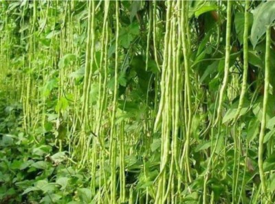 50+Seeds- Green Yard Long Bean |Asian String beans I Sitaw I NON-GMO ...