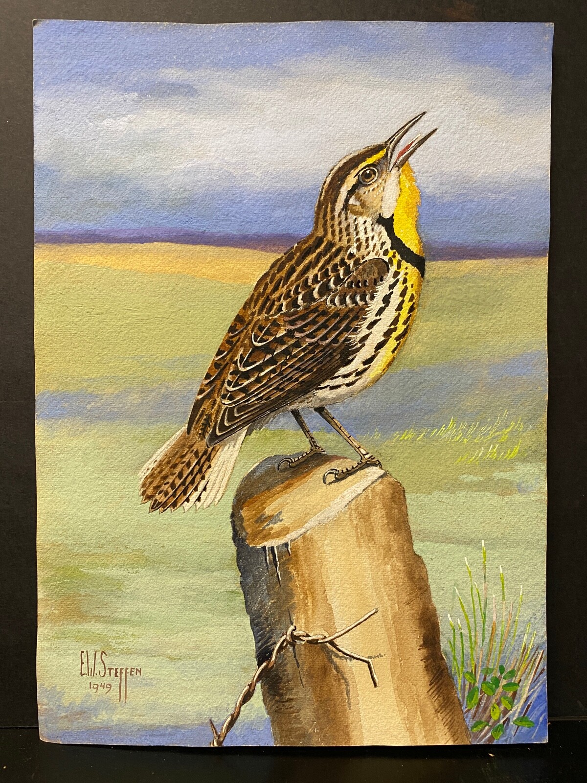 Meadowlark Drawing