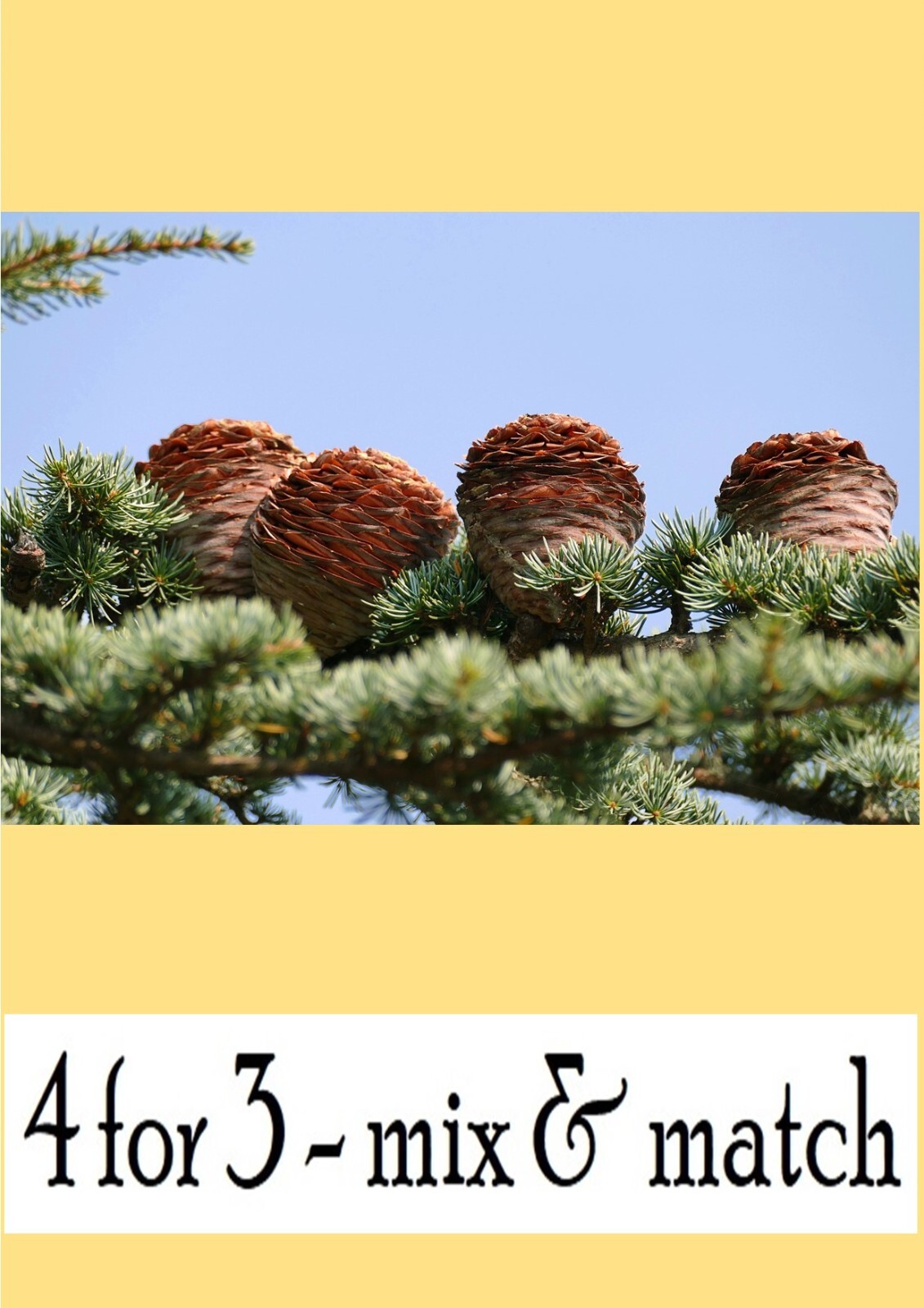 Lebanon Cedar Seeds - Cedrus Libani - 25 seeds - Evergreen, Tree ...