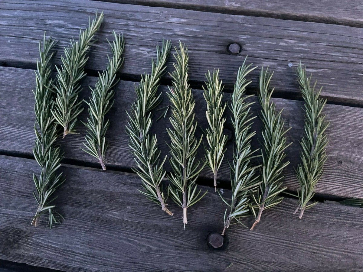 Rosemary Sprig