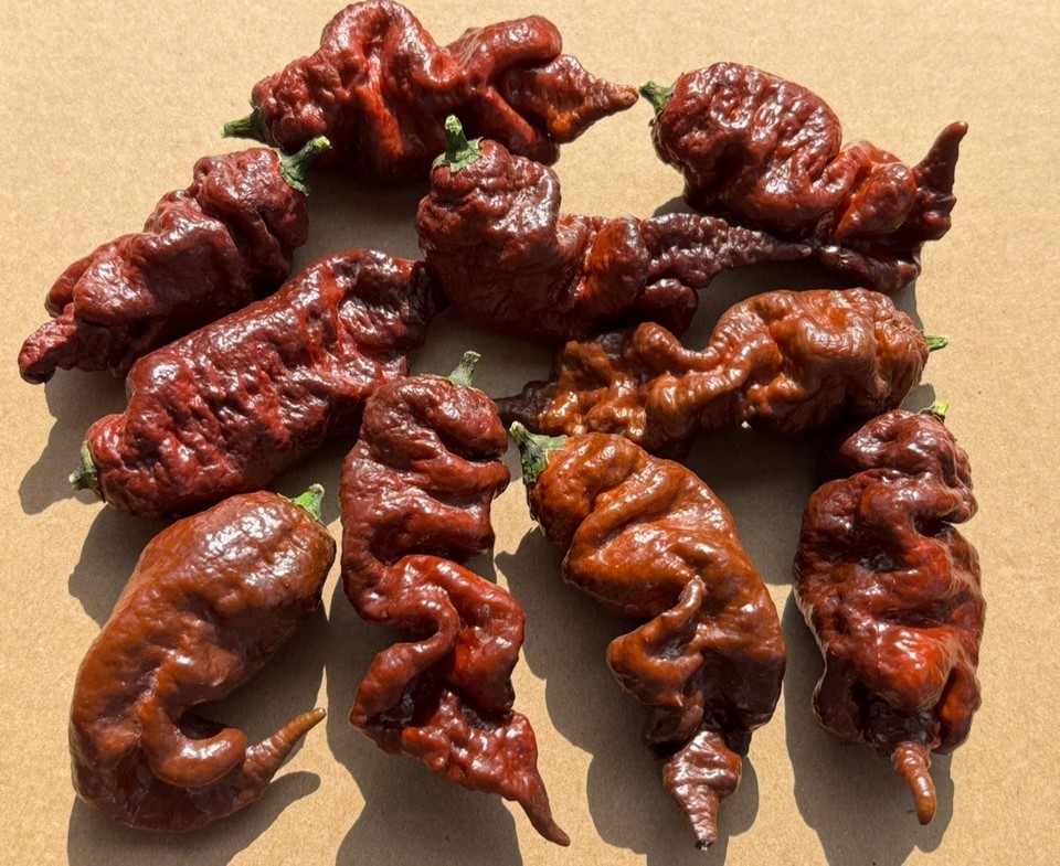 Lot of 3 (75+ DAYS OLD) CHOCOLATE FATALII Super Hot Pepper LIVE PLANTS ...