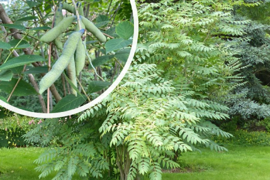 Blue Sausage Fruit {Decaisnea fargesii} Organic | 10 seeds Free ...