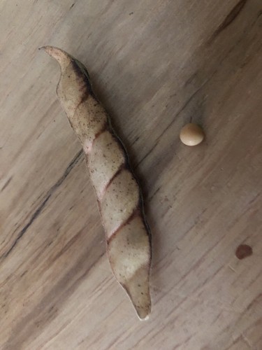 PIGEON PEAS- GANDULES - GUNGO PEA - DAHAL GUNGO - 15 SEEDS READY TO ...