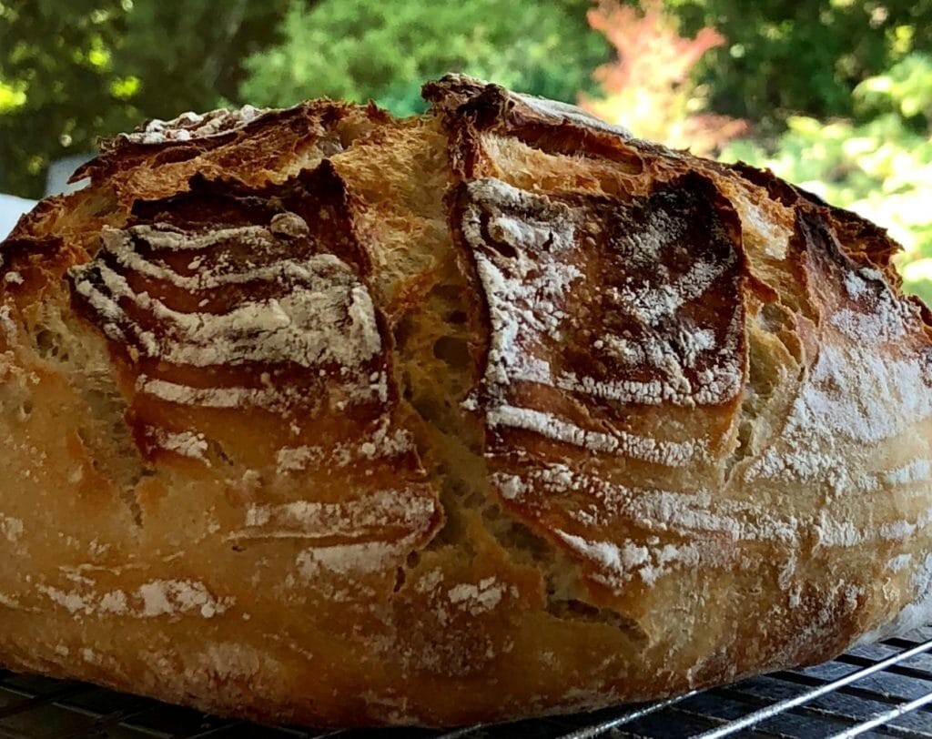 100+ Yrs From San Francisco old Sourdough Starter Dehydrated Sour ...