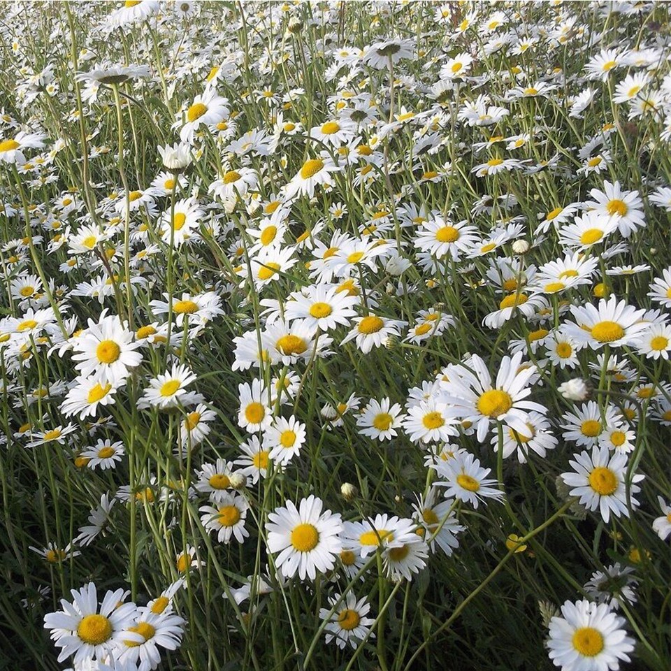 50 Ox Eye Daisy Seeds British Wild Flower Plants To Grow UK ...