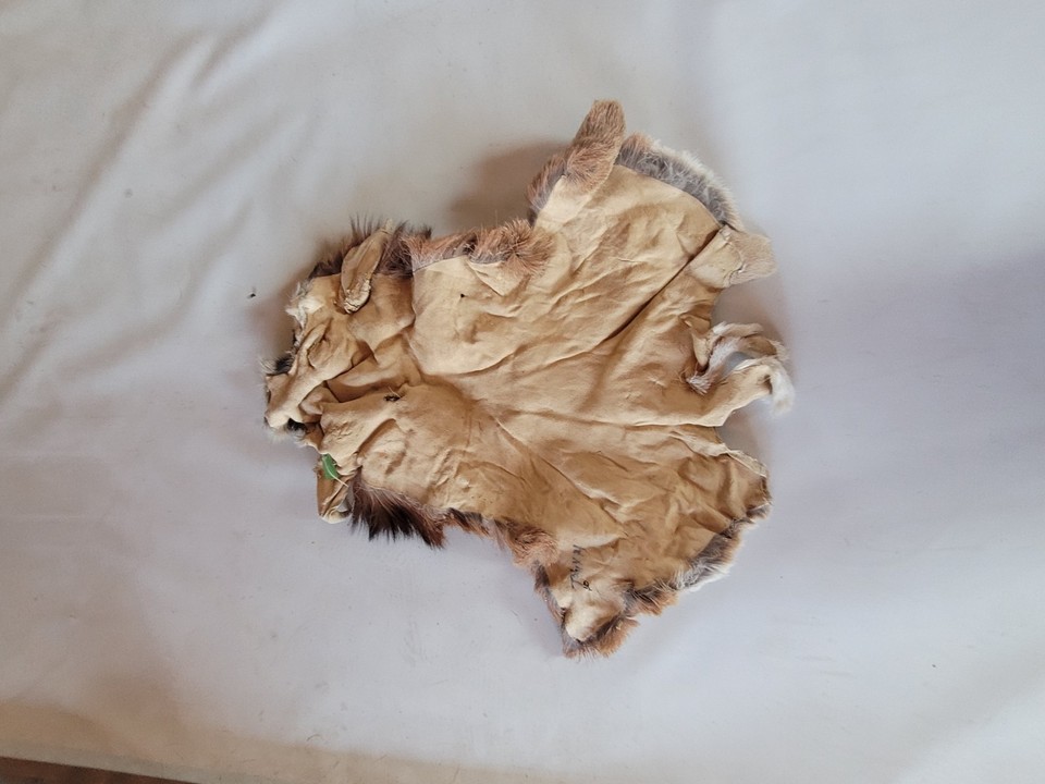 Tanned Montana buck Antelope Cape Taxidermy fur skin hide #10 | eBay