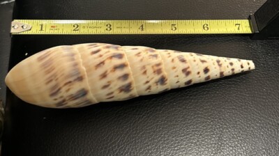 1 Large Marlin Spike Seashell 7” Terebra Maculata Shell Beach Decor ...