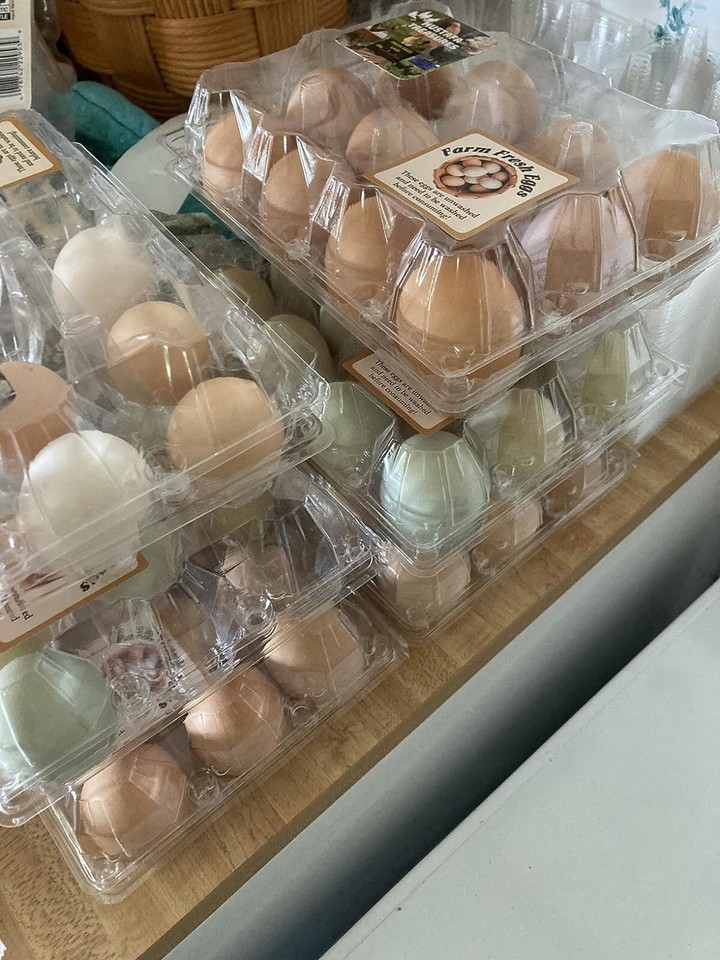 Plastic Egg Cartons Bulk 36 Packs Empty Clear Plastic Egg Cartons to 12 Eggs NEW | eBay