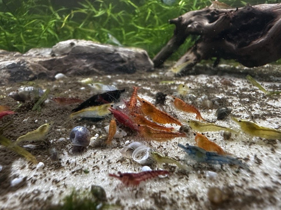 Neocaridina Shrimp: Cull Packs- Great For Beginners Or Trial Runs 10+2 ...