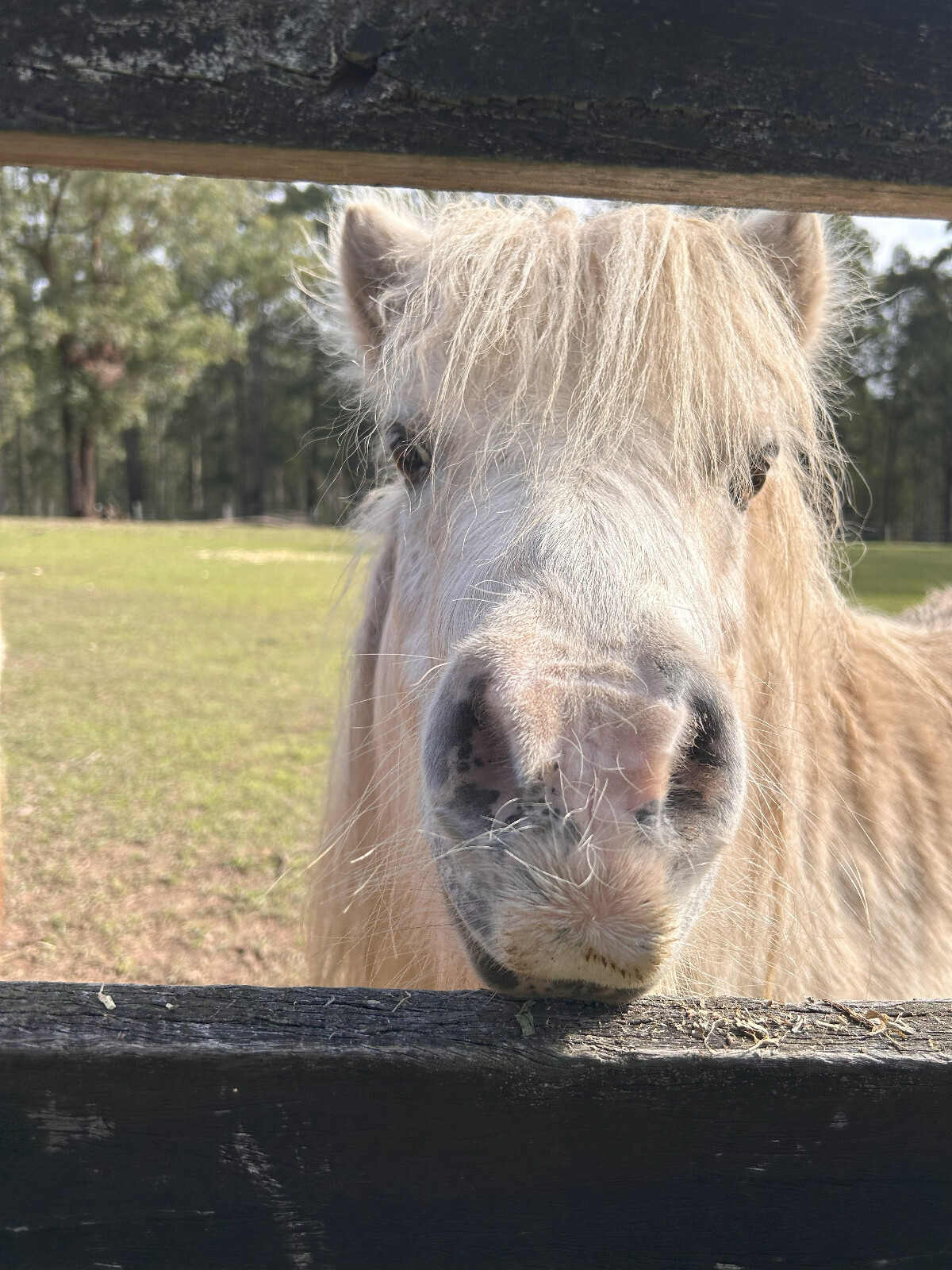 Penetrene 'A' Liniment 500mL - Muscle Relief for Dogs & Horses | eBay ...
