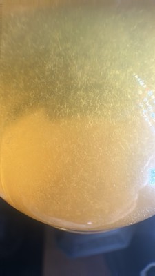 2 oz Live Vinegar Eels Culture – Microworm Alternative – Fry Food ...