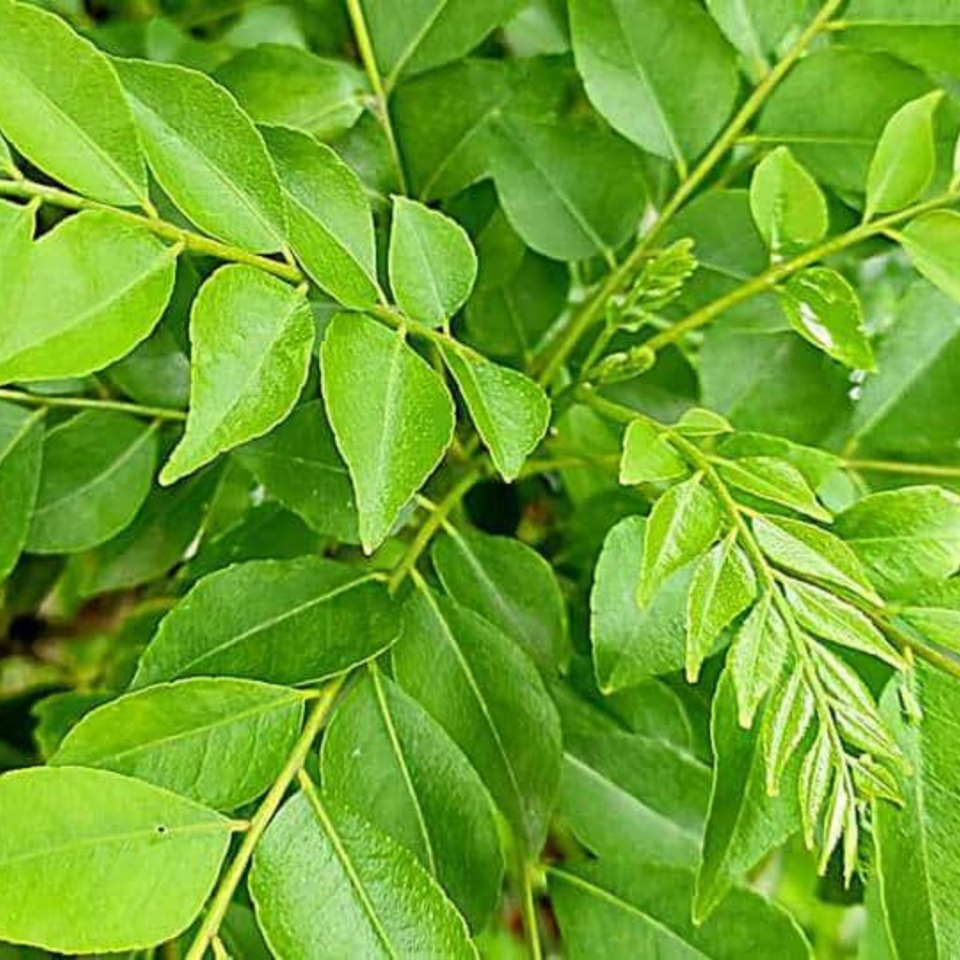 Dried Curry Leaf Powder | Ceylon Organic Fresh Natural Leaves Tea Herbs ...