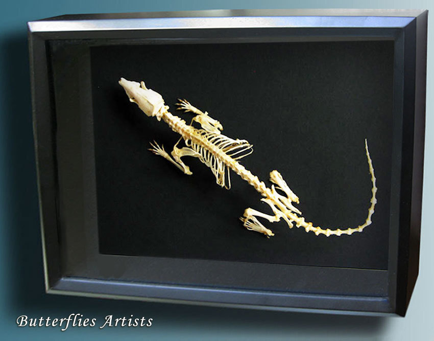 Gothic Decor Asian House Shrew Suncus Murinus Real Skeleton Taxidermy ...