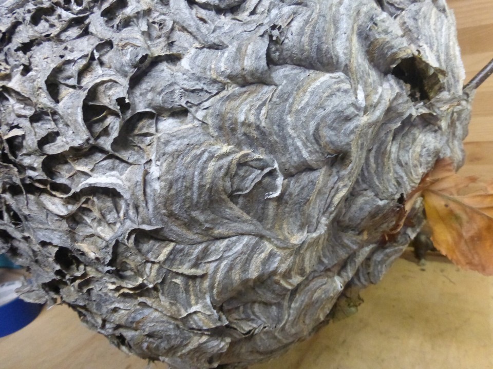 extra Large intact wasp bee hornet yellow jacket nest taxidermy with ...